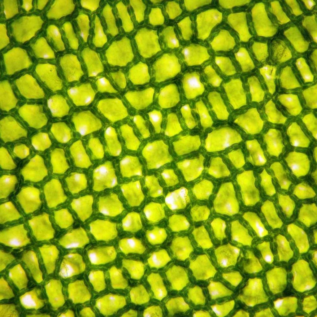 Funciones esenciales del calcio en las plantas – TecnoGranulares