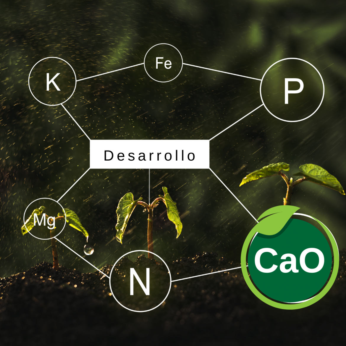 Funciones esenciales del calcio en las plantas