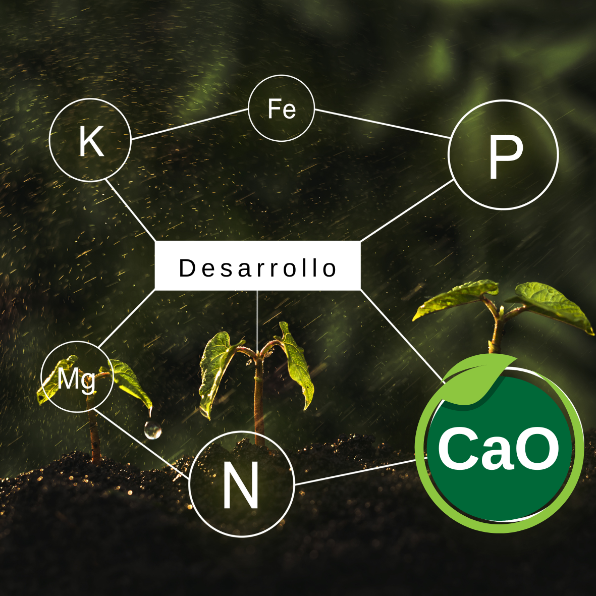 Funciones esenciales del calcio en las plantas