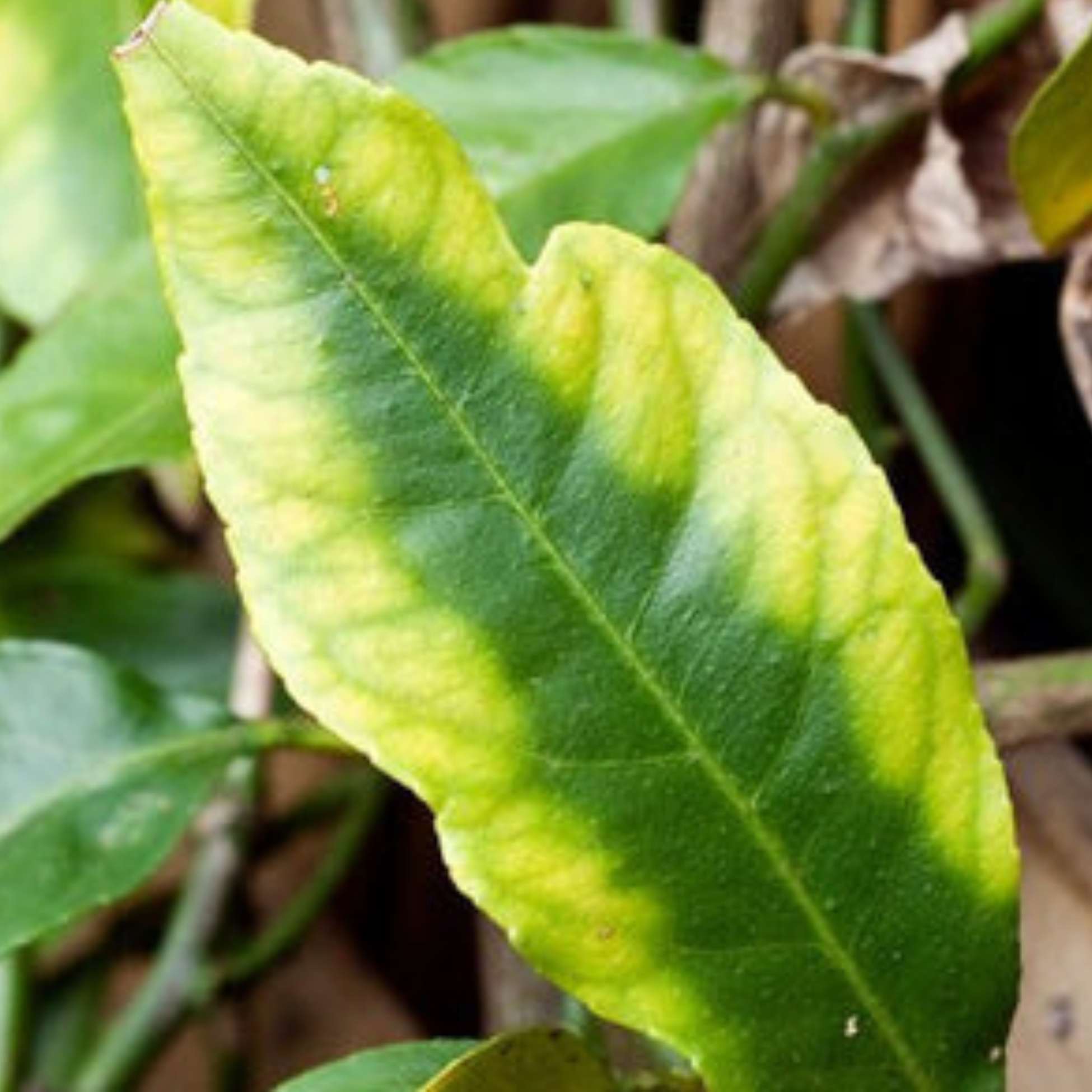 Identificar la carencia de nutrientes en plantas